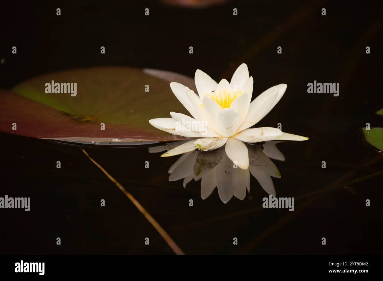 Water Lily flower floating on lake surface Stock Photo - Alamy
