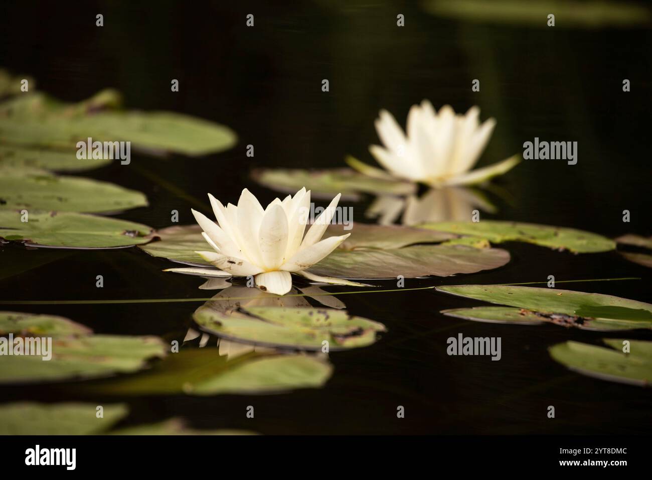 Water Lily flower floating on lake surface Stock Photo - Alamy