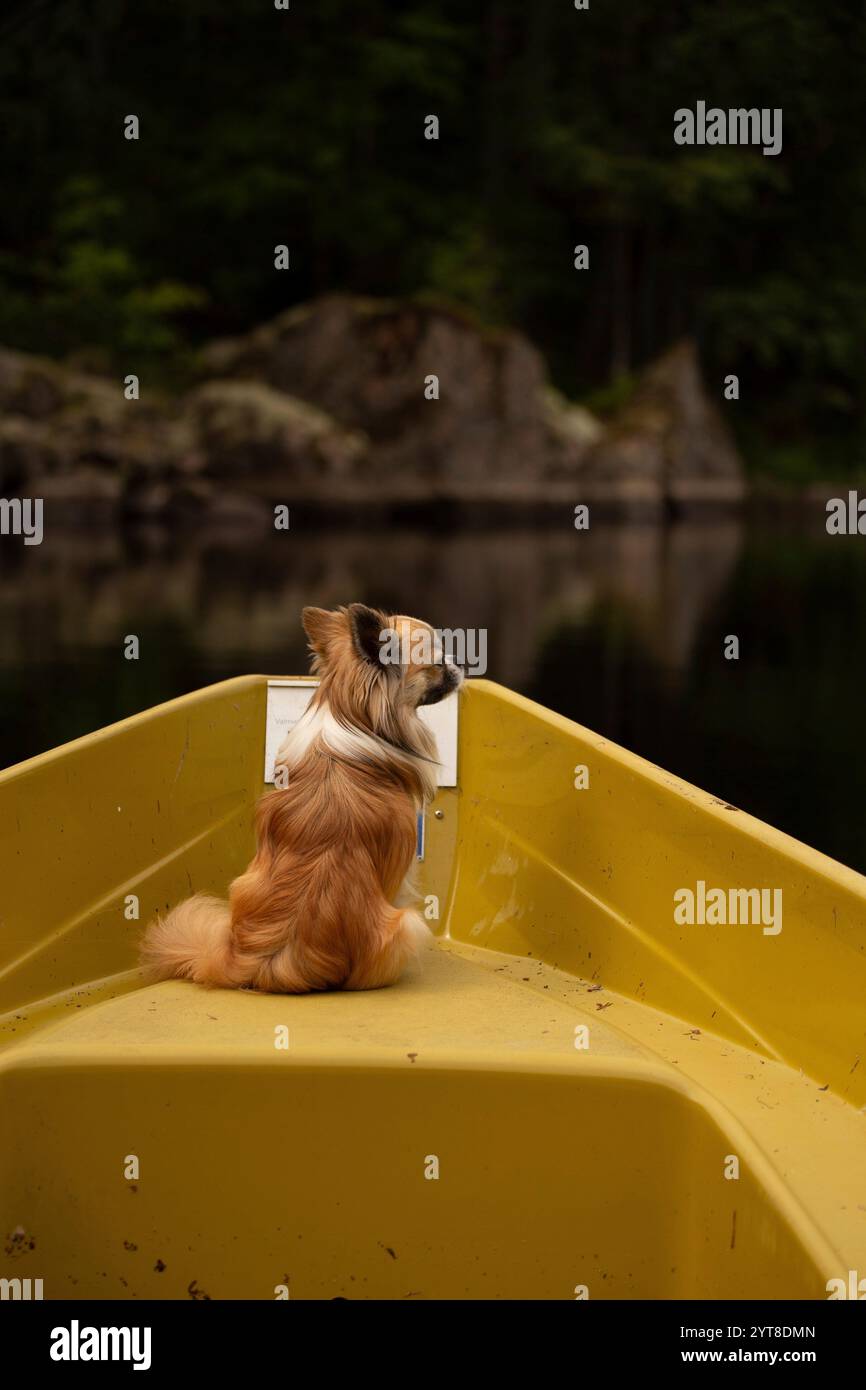 Chihuahua dog (longhaired) is sitting in a rowing boat on a lake Stock ...