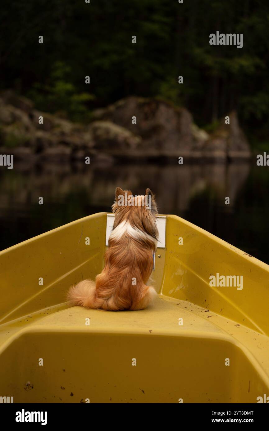 Chihuahua dog (longhaired) is sitting in a rowing boat on a lake Stock ...