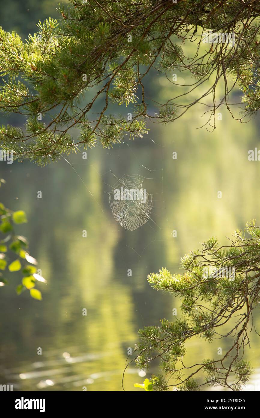 Web environment hi-res stock photography and images - Alamy