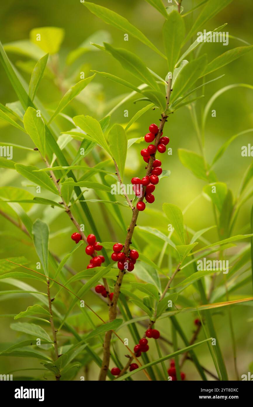 Wild berries plant hi-res stock photography and images - Alamy