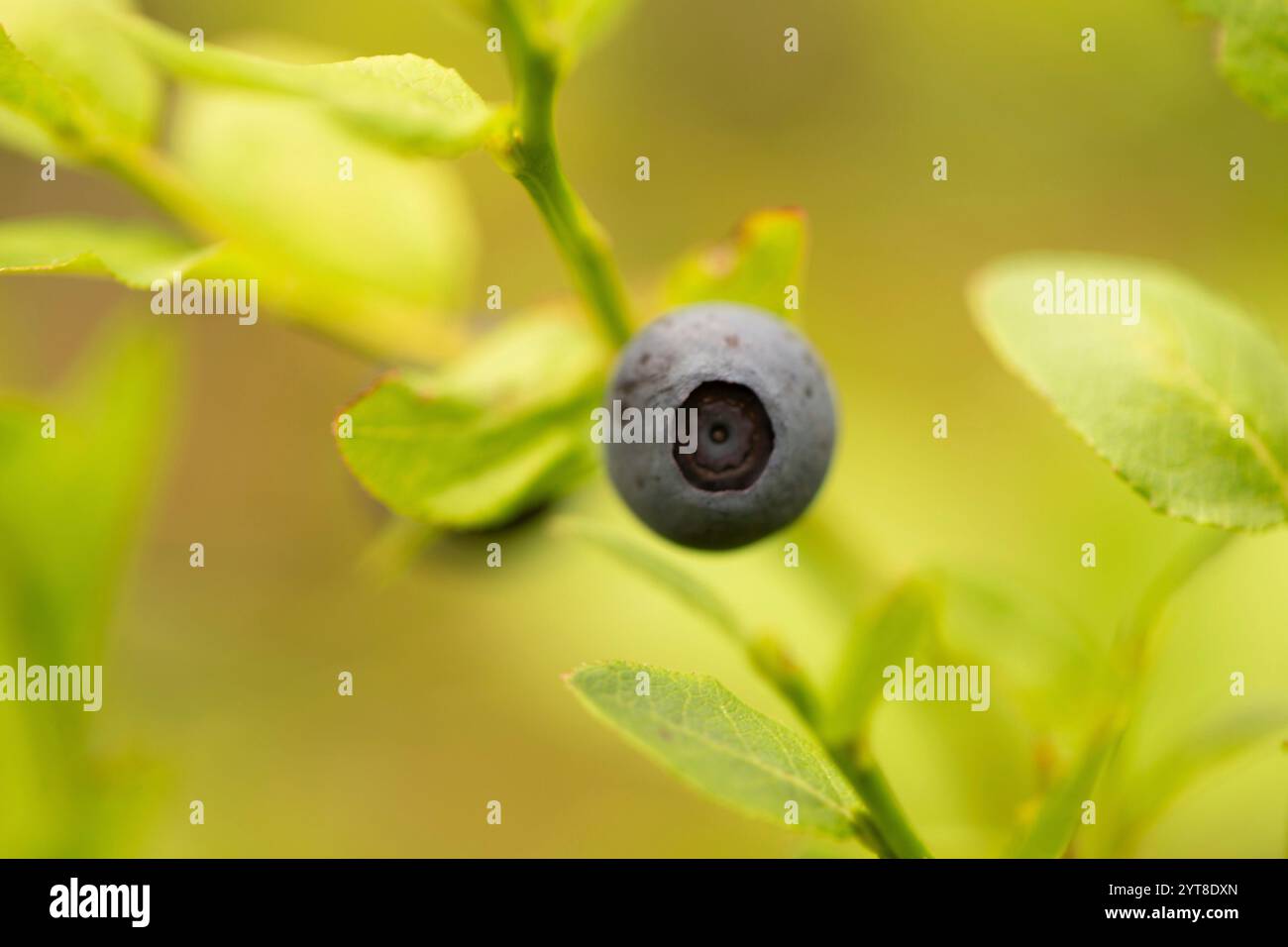 Close up blueberry twig in hi-res stock photography and images - Alamy