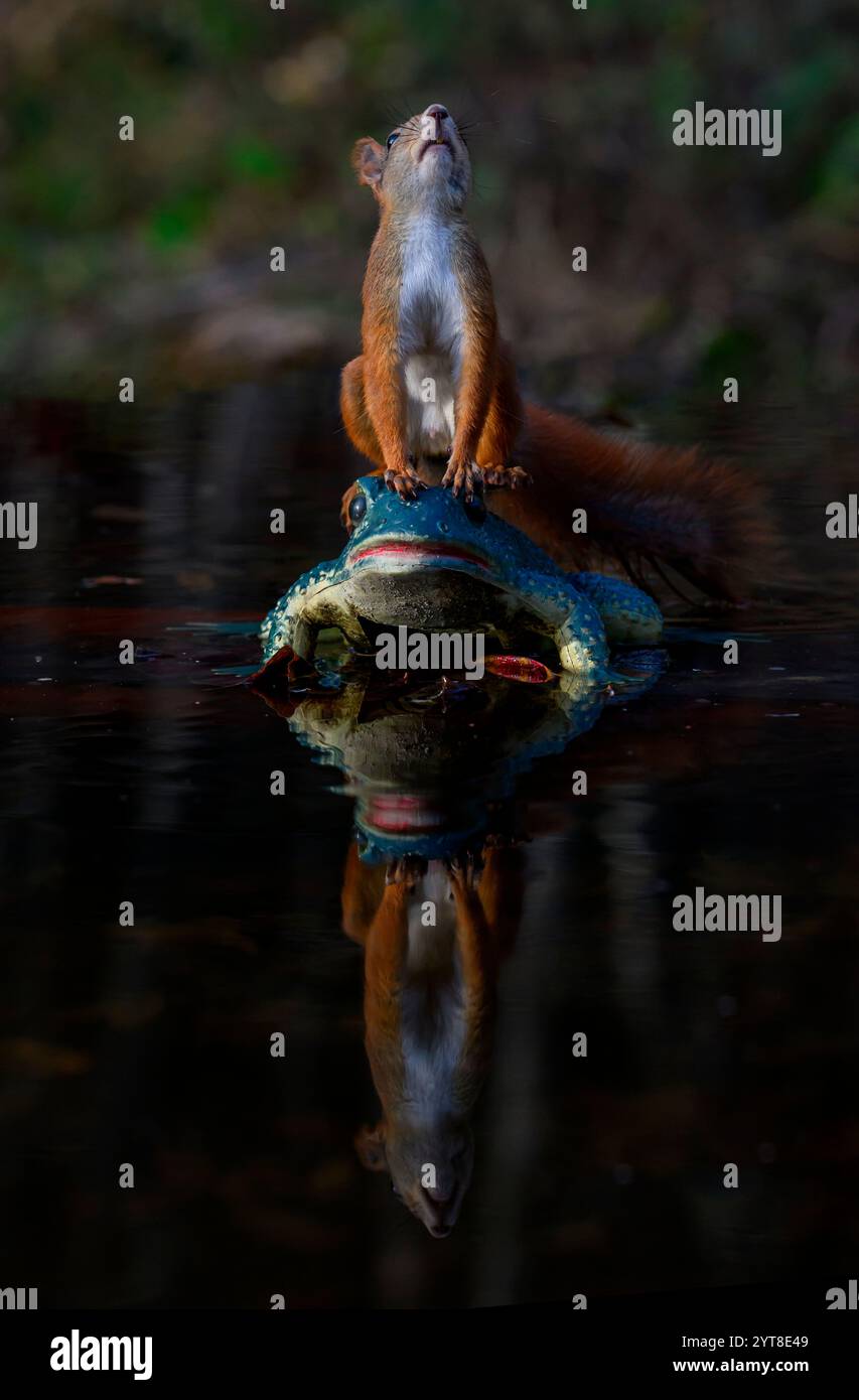 red squirrel stand on frog with reflection Stock Photo - Alamy