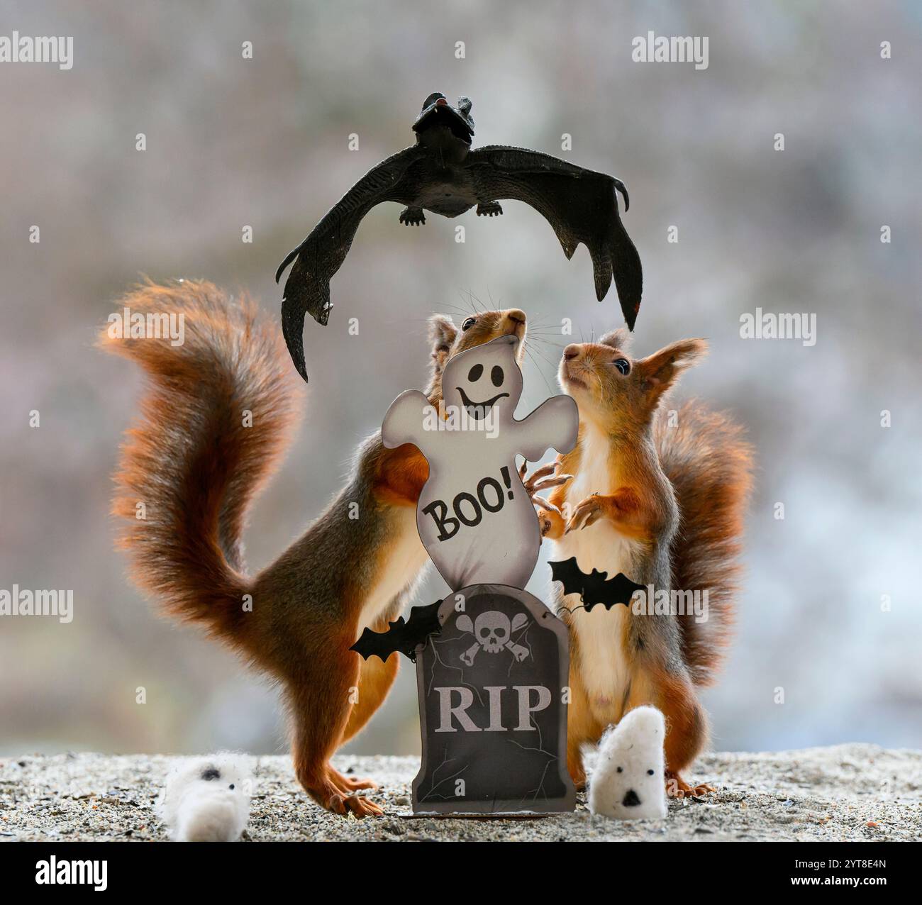 red squirrels with a bat in a graveyeard Stock Photo - Alamy