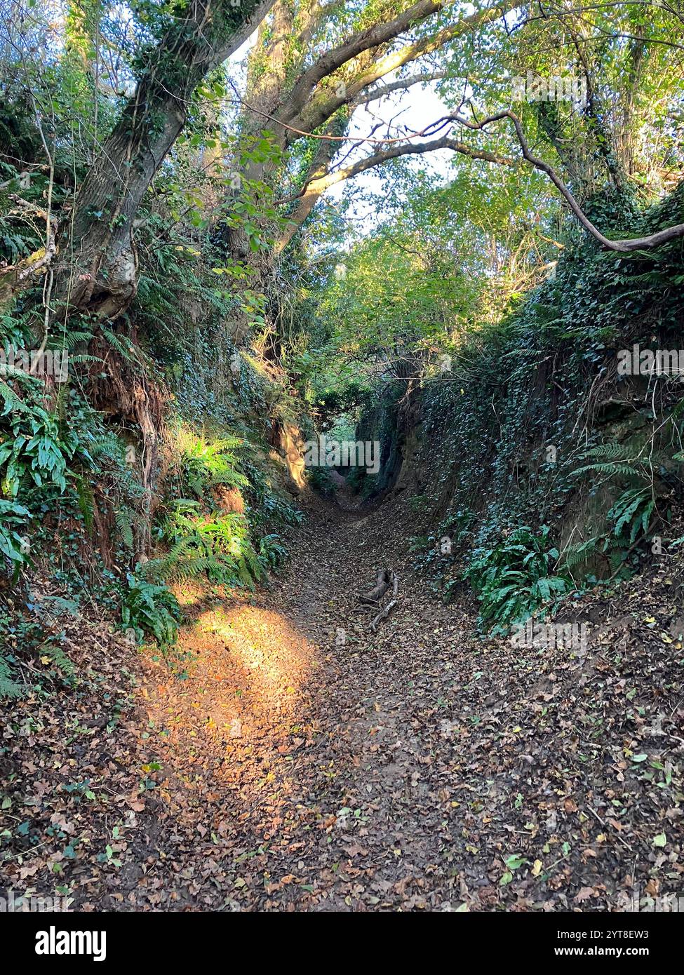 Ancient Holloway or sunken lane, worn away by the combination of ...
