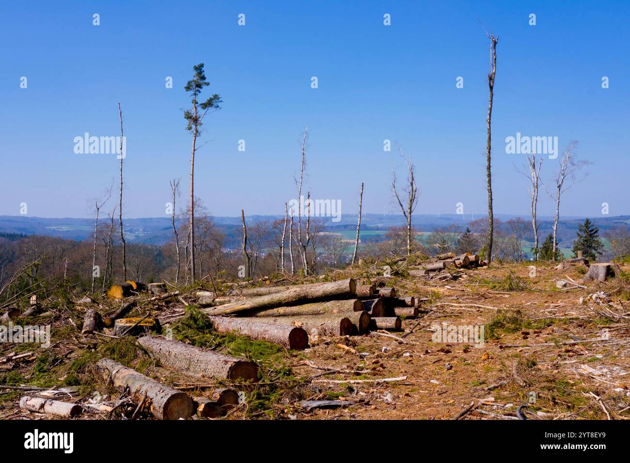 Forest after logging hi-res stock photography and images - Alamy