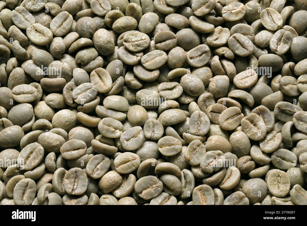 Green green coffee, raw and unroasted coffee beans, full size ...