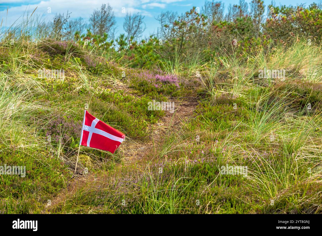 The Danish flag Dannebrog and Thy National Park in Northern Denmark ...