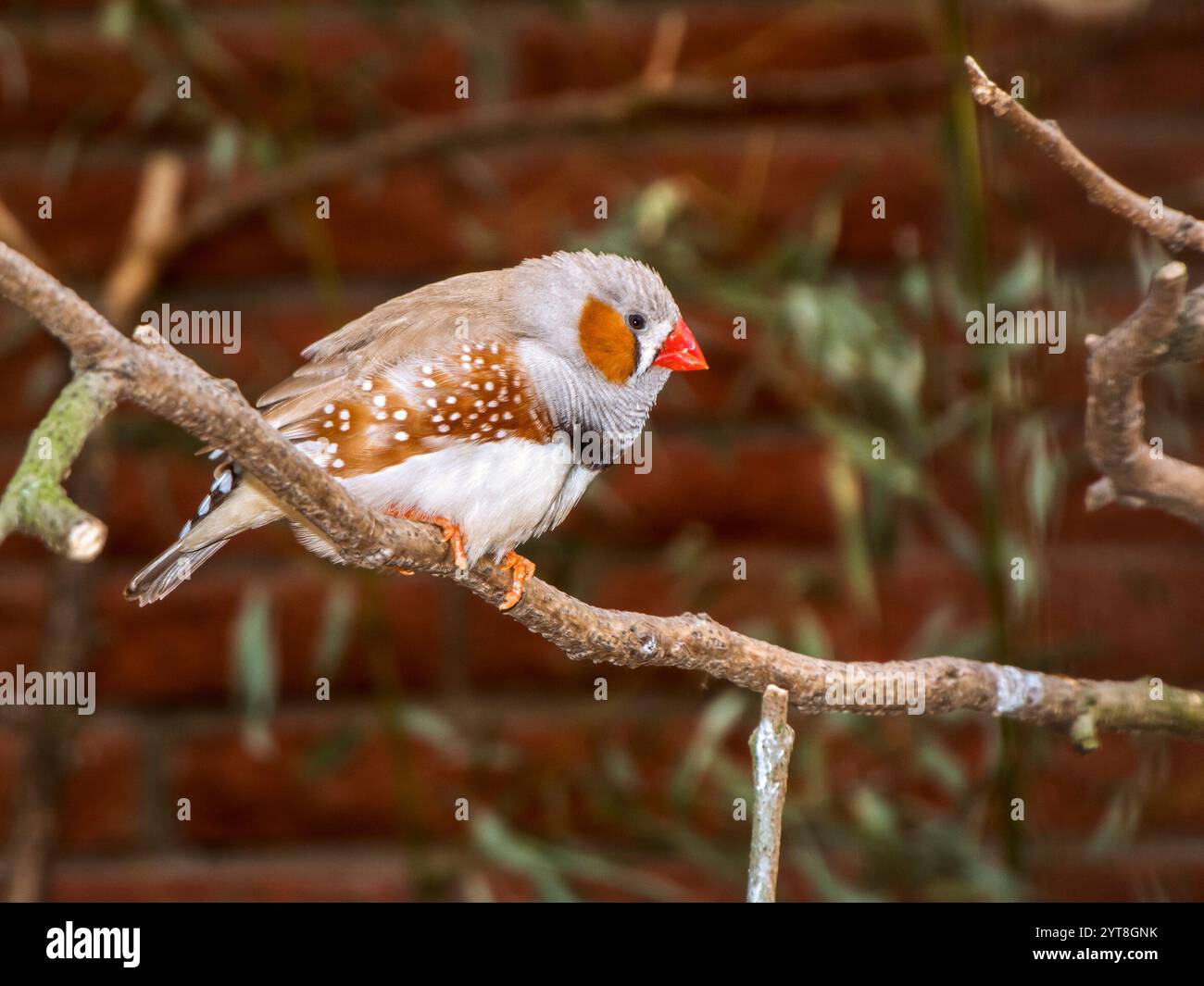 Lateral full body view of a male Timor zebra finch ( [Taeniopygia ...