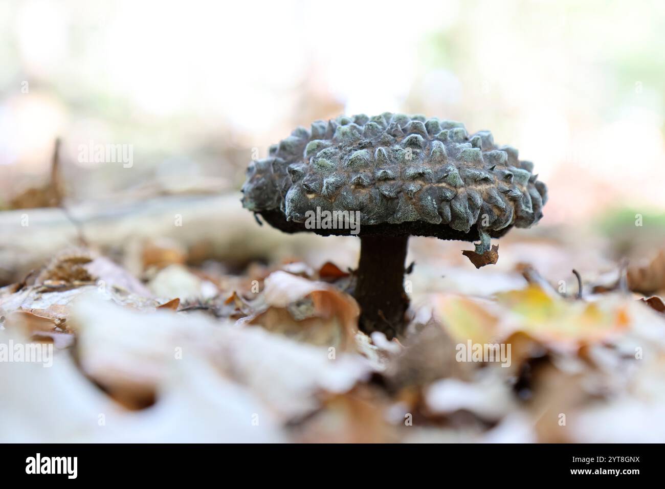 cone fungus or old man of the woods mushroom, Strobilomyces ...