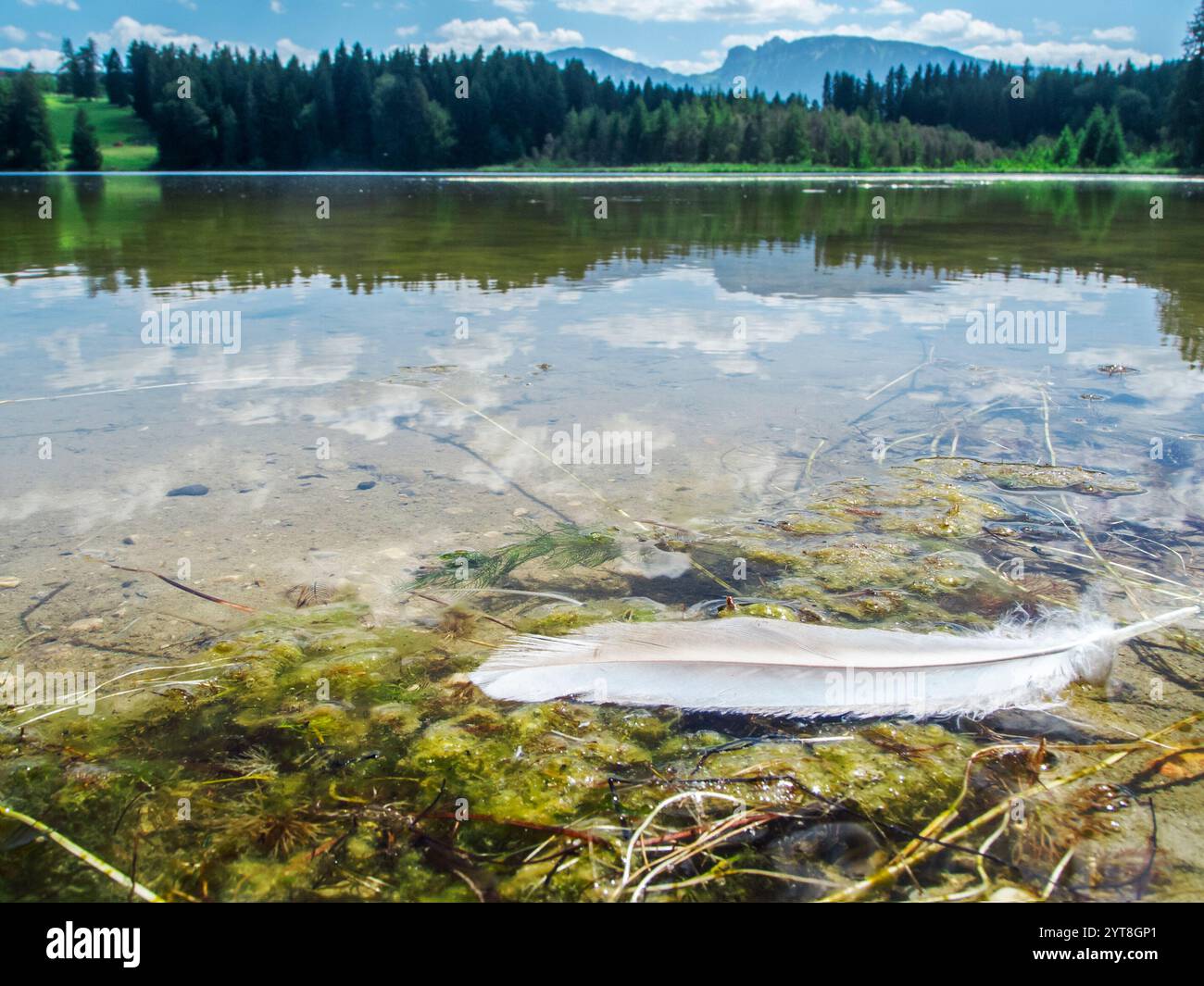Gull in a pond hi-res stock photography and images - Alamy