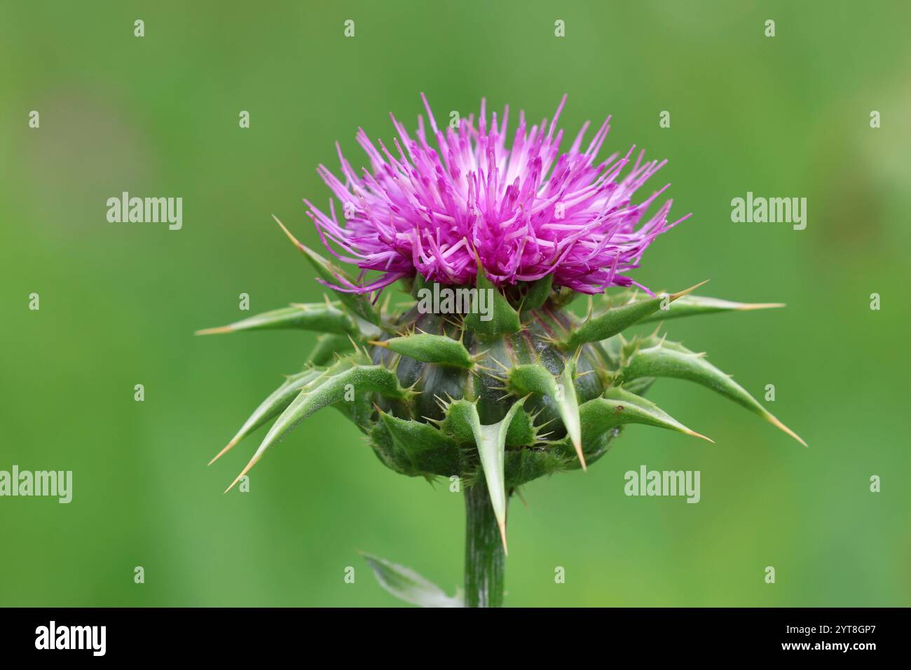 Milk thistle, milk thistle flower, green background, prickly, medicinal ...