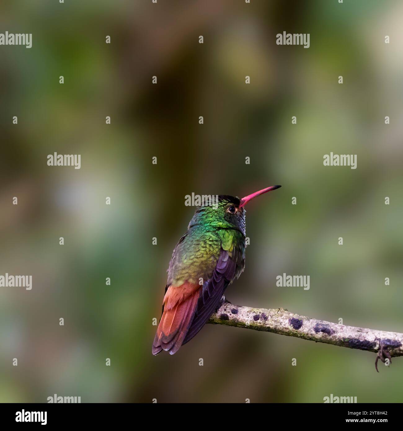Rufous tailed hummingbird hi-res stock photography and images - Alamy