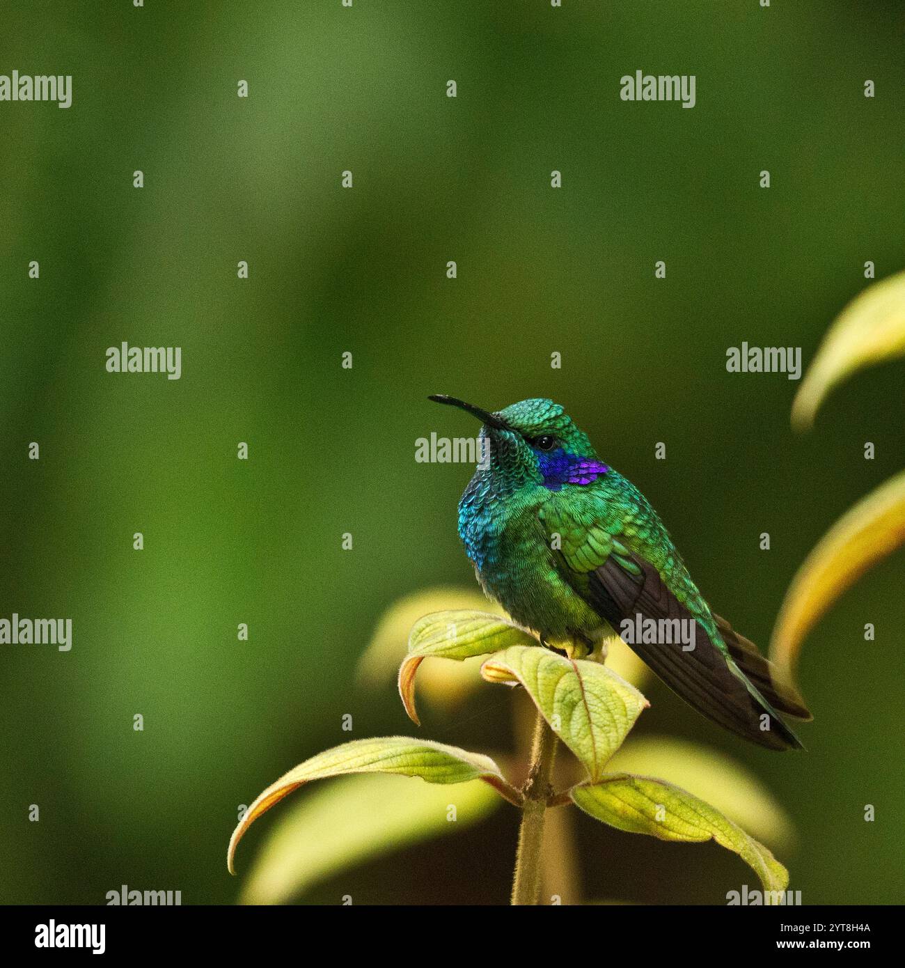 Iridescent violet plumage hi-res stock photography and images - Alamy