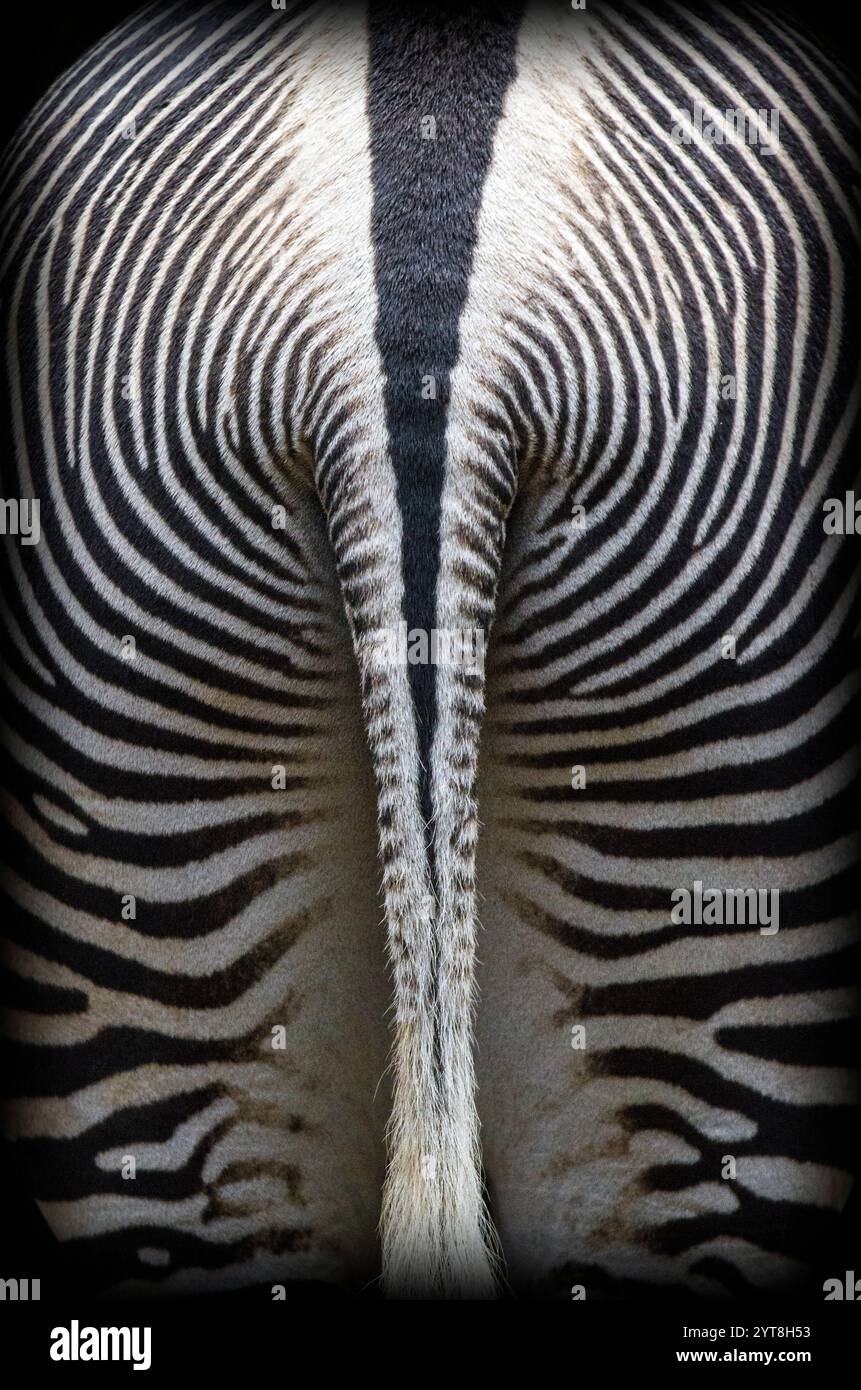 Zebra, rear view Stock Photo - Alamy