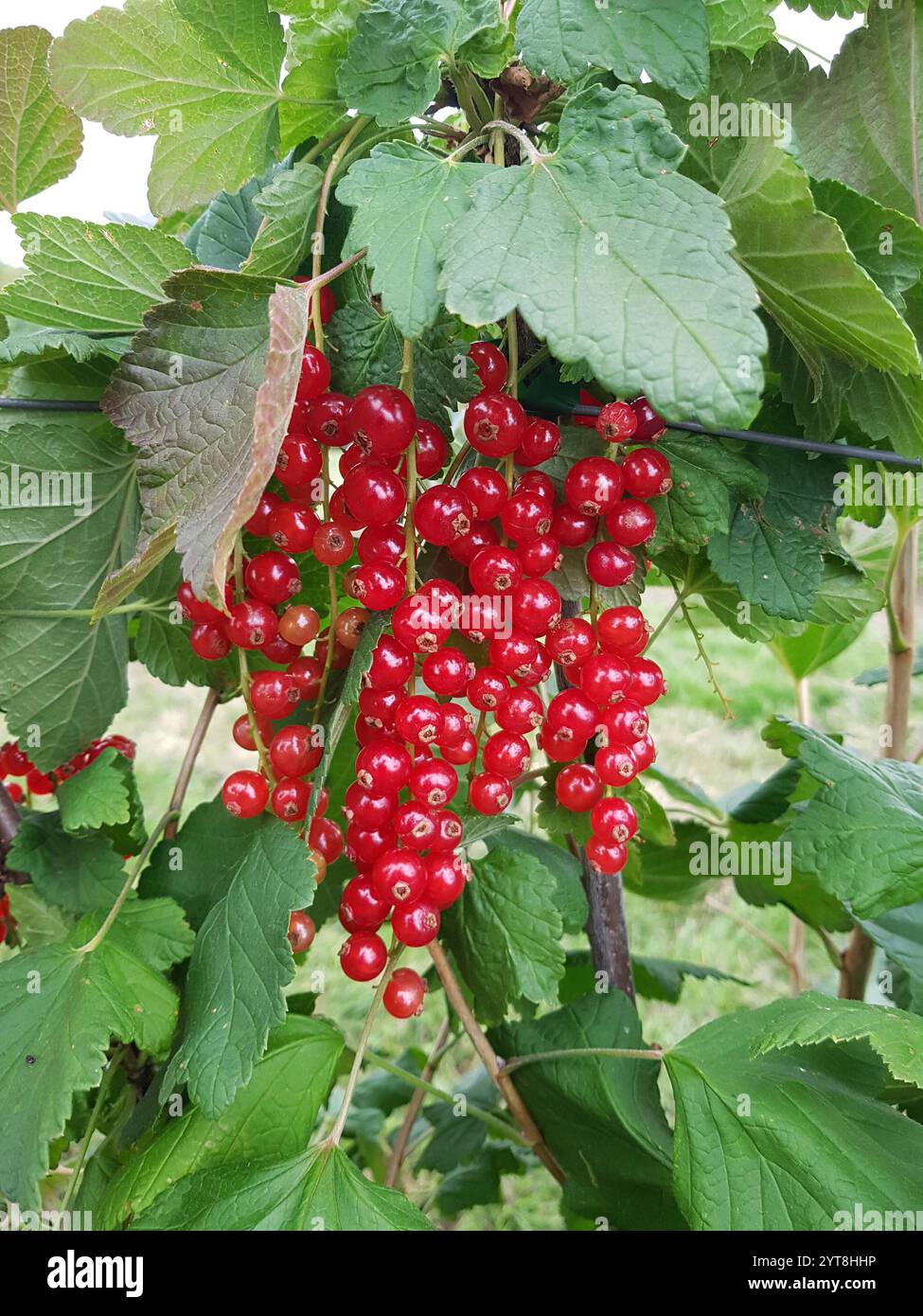 Red currants ripen on a bush in the garden hi-res stock photography and ...
