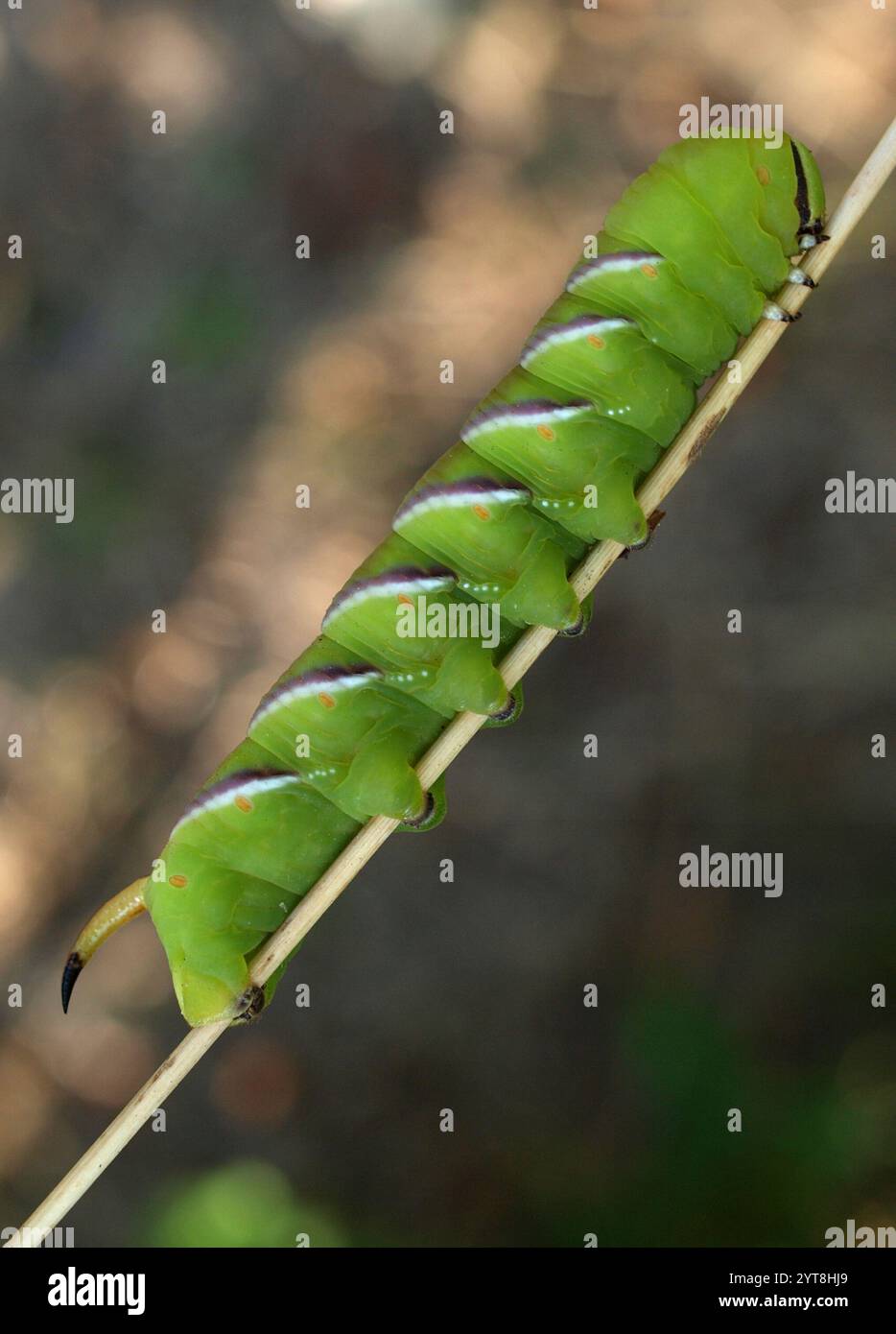 Privet hawkmoth caterpillar climbing up a pole Stock Photo - Alamy