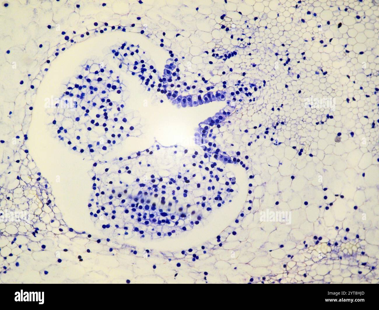 Histological section of a lily, microscope image Stock Photo - Alamy