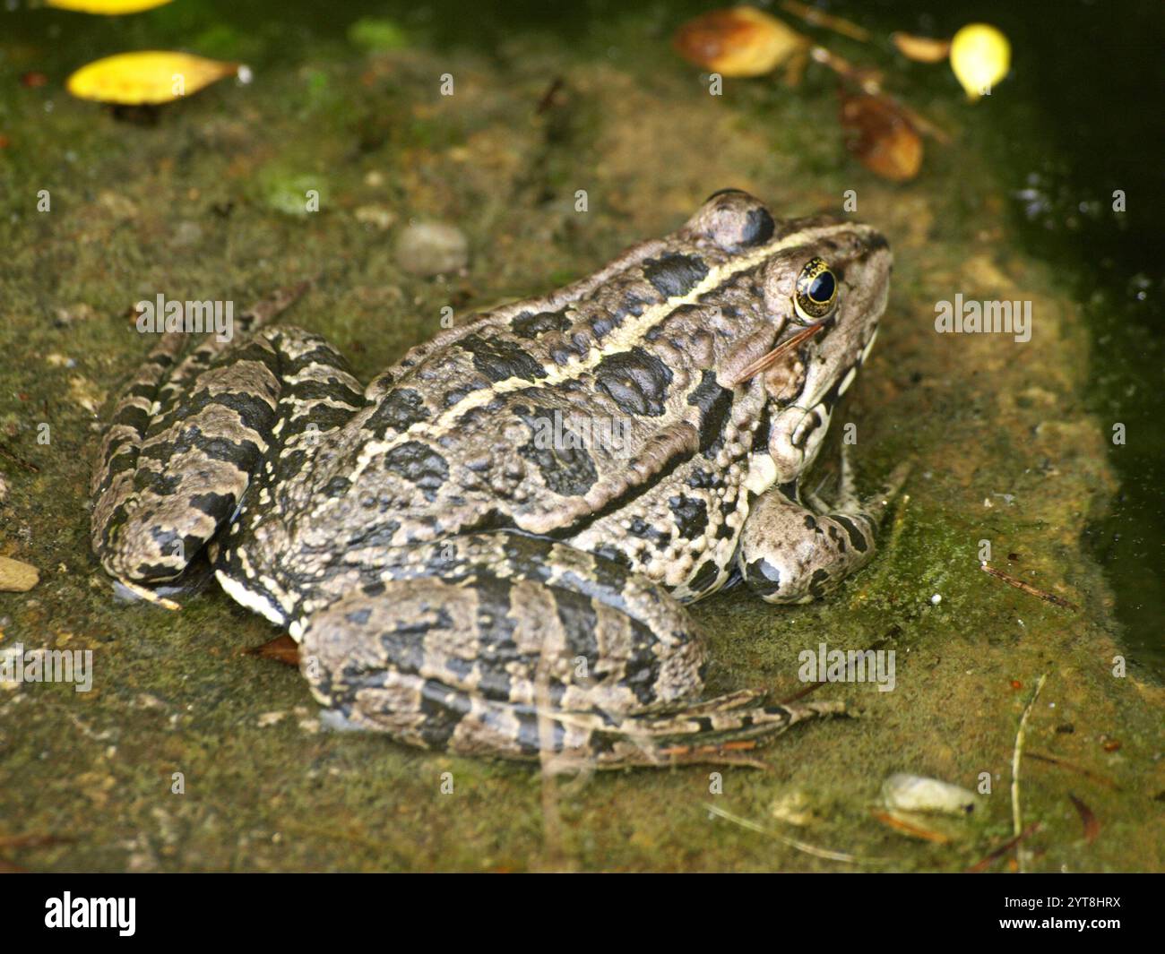 Toad stone hi-res stock photography and images - Alamy