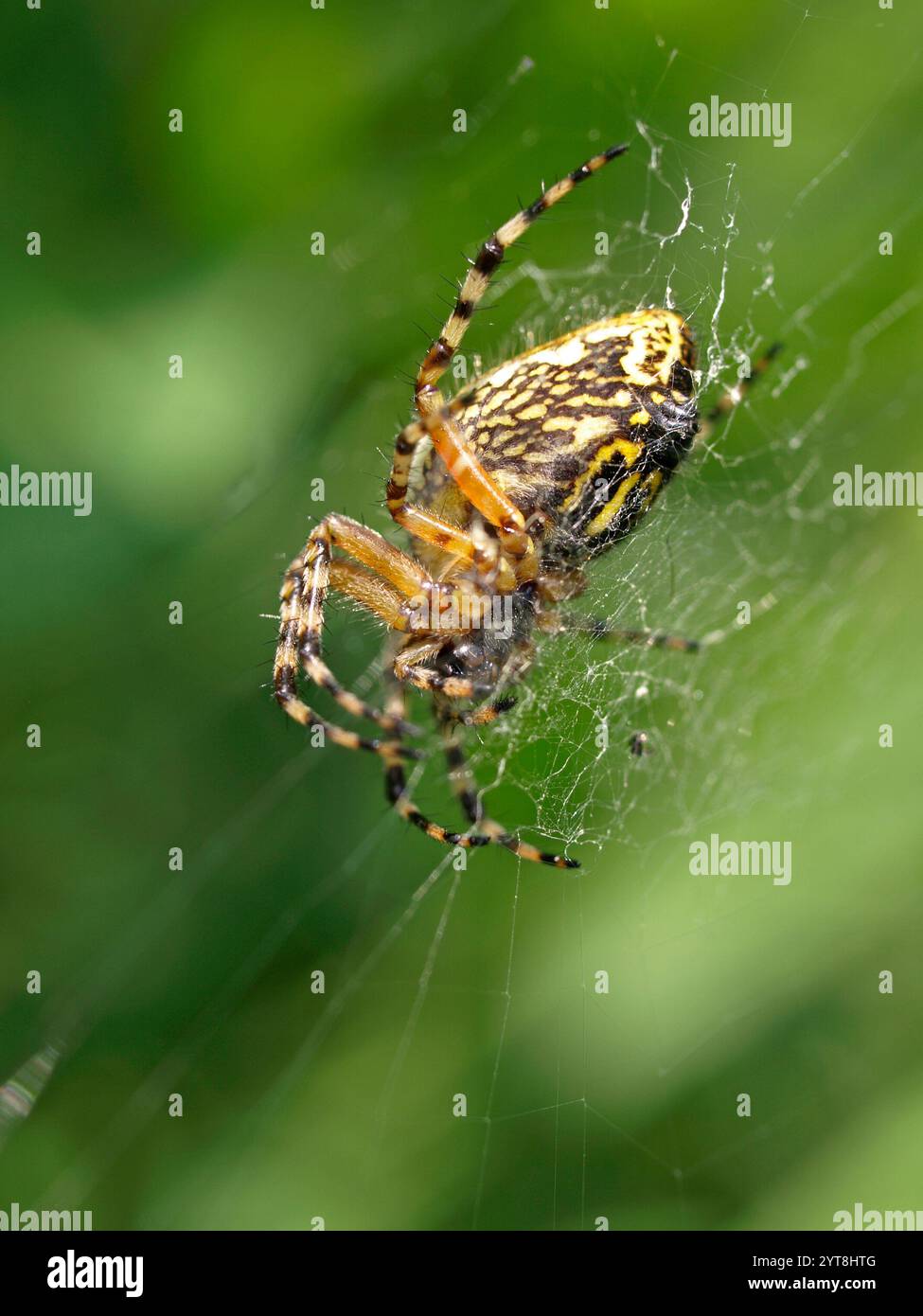 Macro spider shot hi-res stock photography and images - Alamy