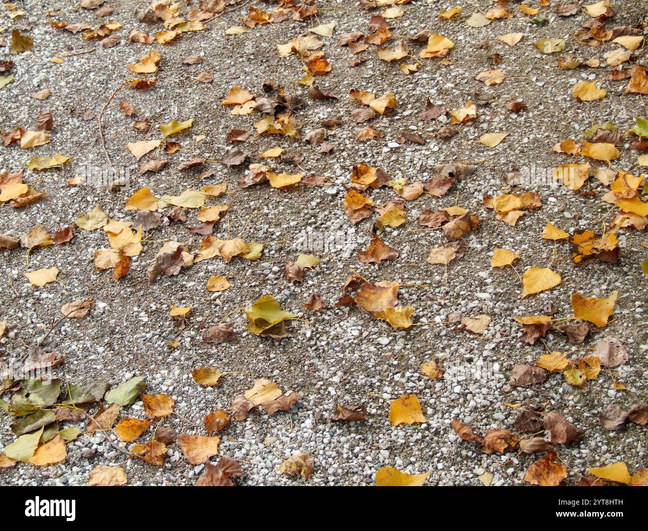 Autumn leaves on gravel path Stock Photo - Alamy