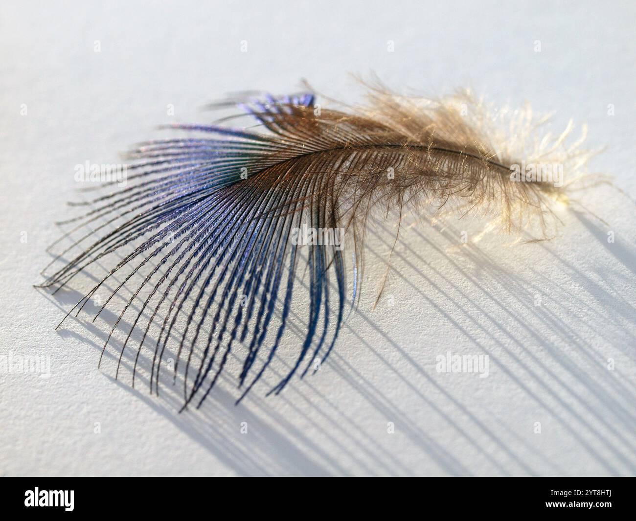Details of a peacock feather, downy feather, macro shot Stock Photo - Alamy