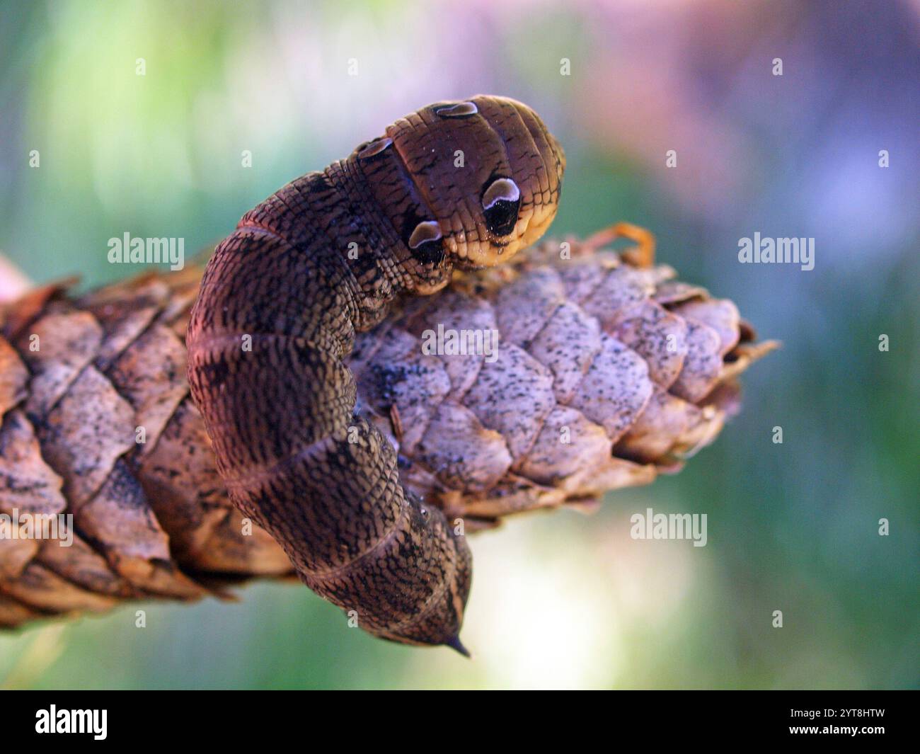Caterpillar of the elephant hawk moth on pine cone Stock Photo - Alamy