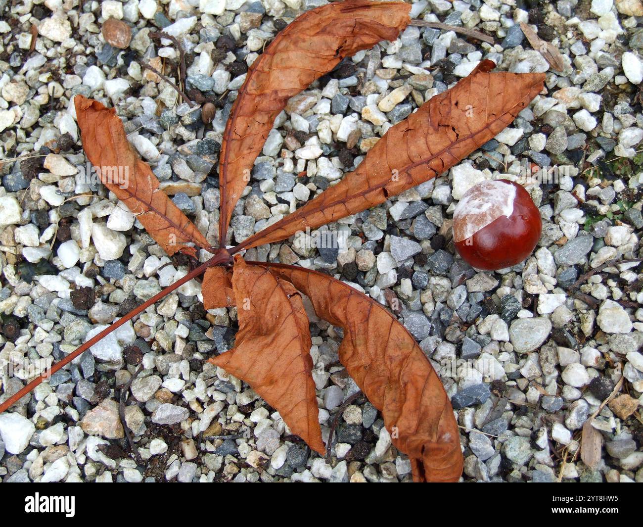 Chestnut tree with wilted leaves on gravel path Stock Photo - Alamy