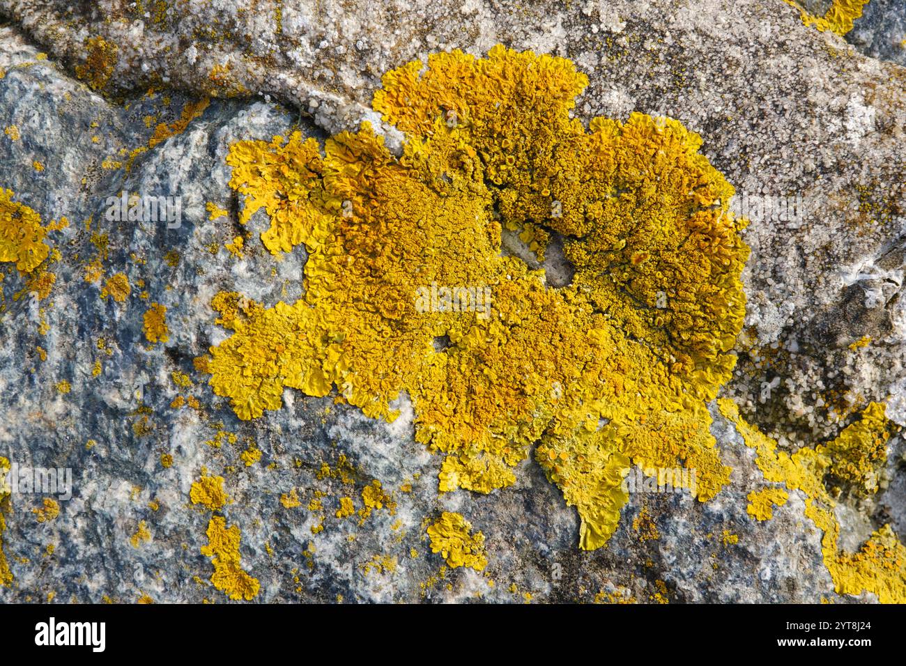 Stone surface with yellow lichen, Lichen Stock Photo - Alamy