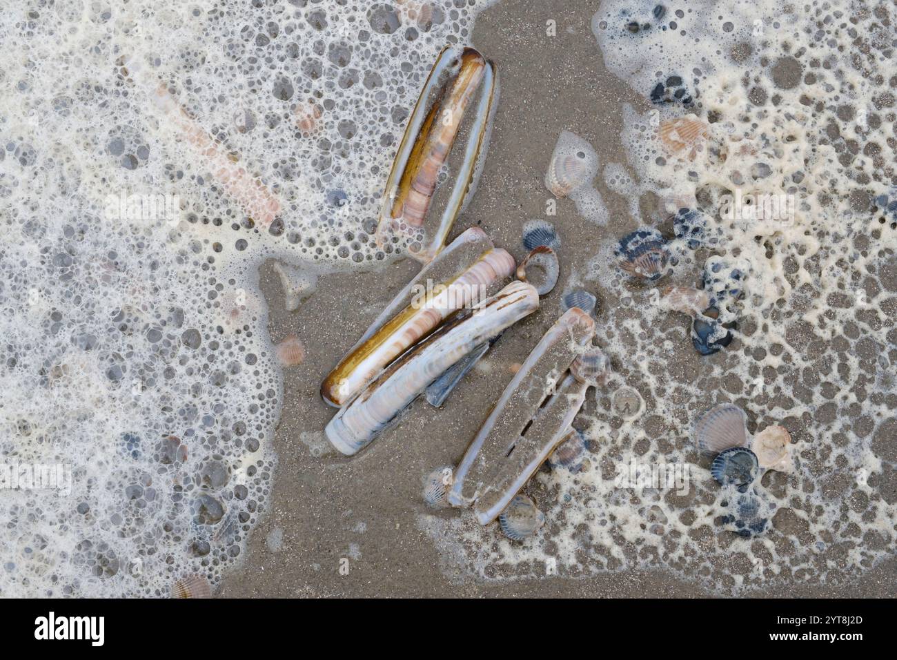 Sword-shaped razor clam (Ensis ensis) on the North Sea coast Stock ...