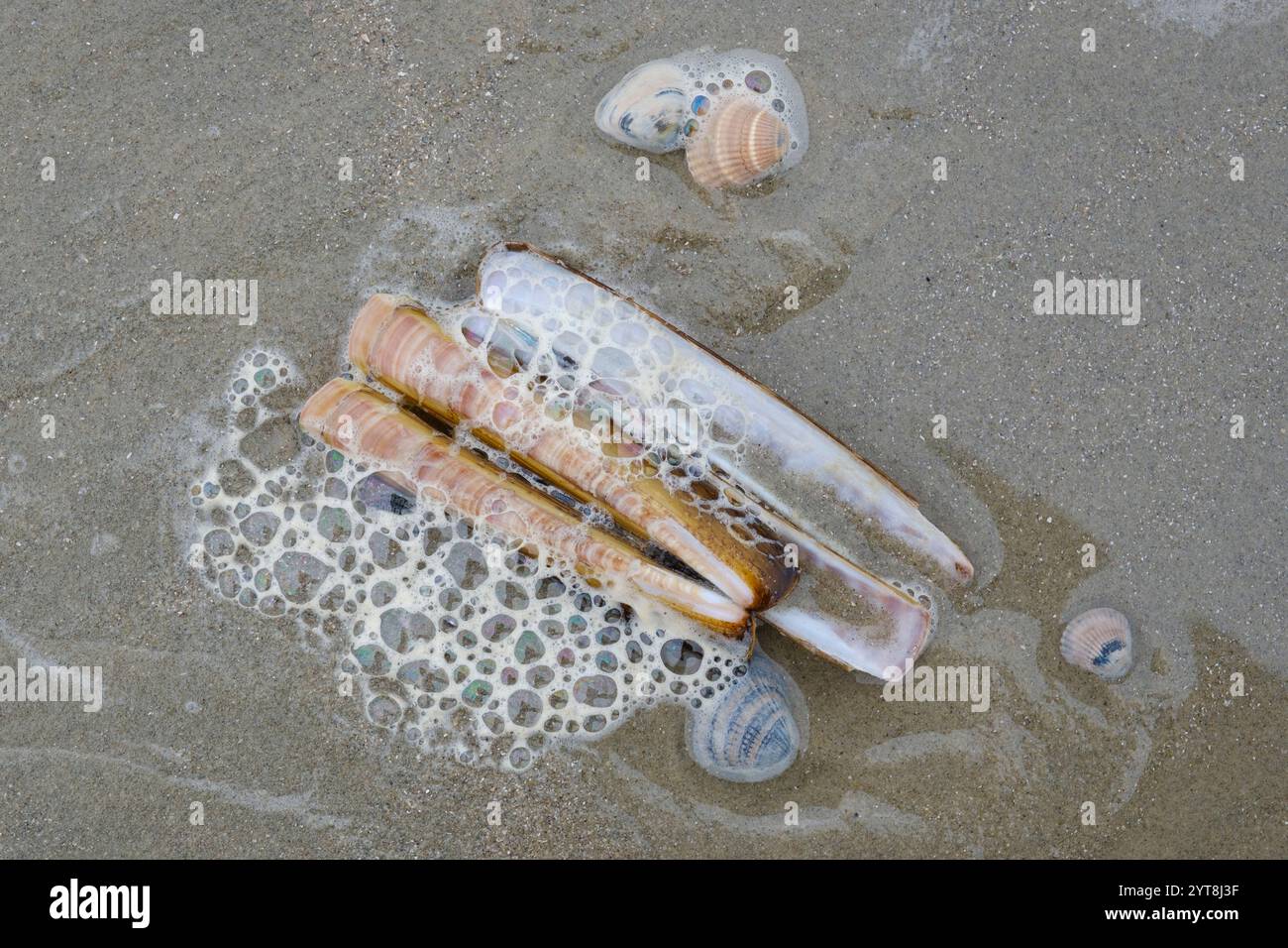 Sword-shaped razor clam (Ensis ensis) on the North Sea coast Stock ...