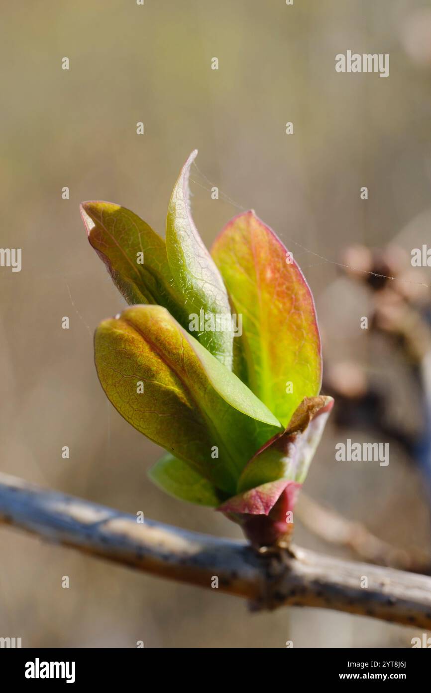 Branch with bud of the dog rose, Rosa canina, dog rose Stock Photo - Alamy