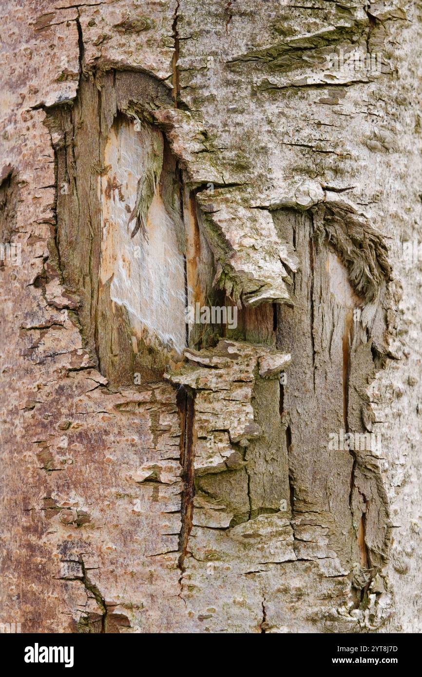 Injured tree bark hi-res stock photography and images - Alamy