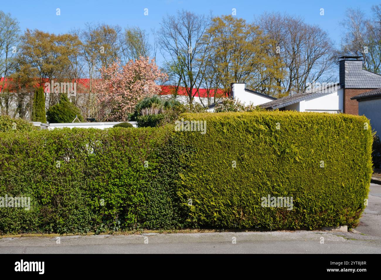 Privet hedge hi-res stock photography and images - Alamy
