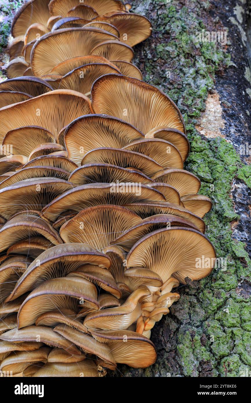 Rotten bodies hi-res stock photography and images - Alamy