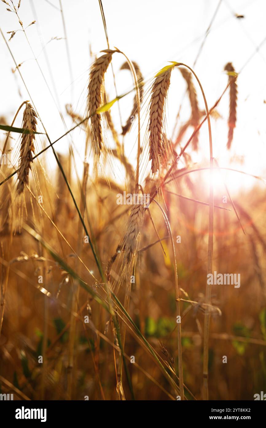 Time harvest field wheat hi-res stock photography and images - Alamy