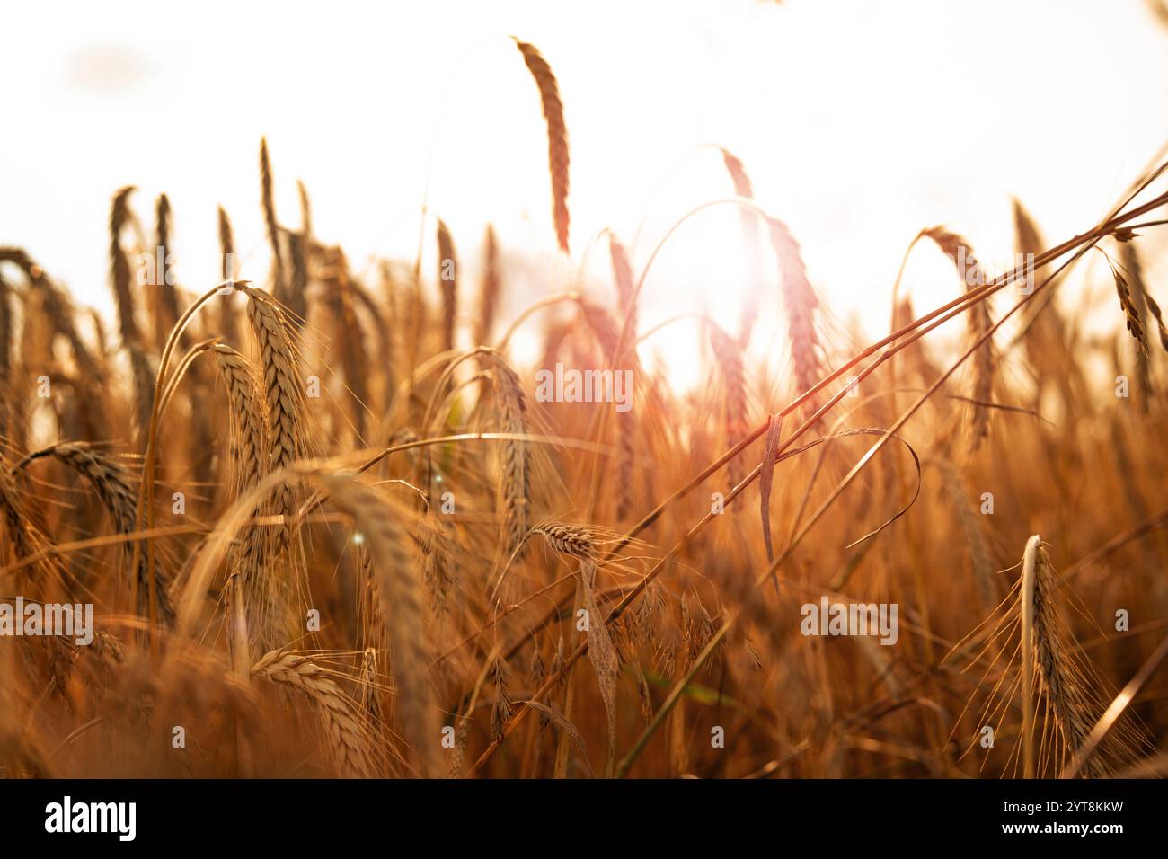 Harvest time in agriculture. Wheat field backlit by the setting sun ...