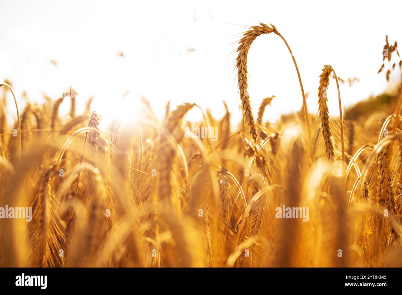 Agriculture harvest time in hi-res stock photography and images - Alamy
