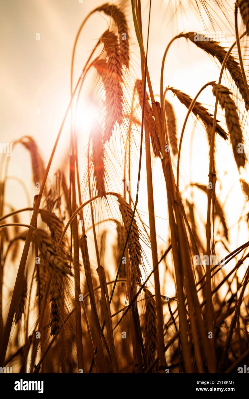 Country setting backlit backlight hi-res stock photography and images ...