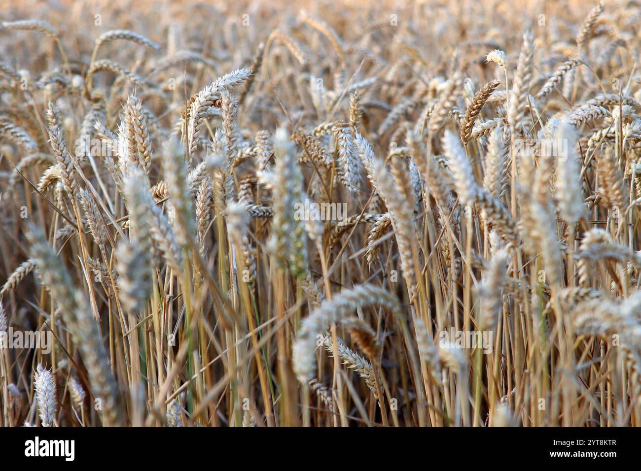 The grain is ripe for harvest Stock Photo - Alamy