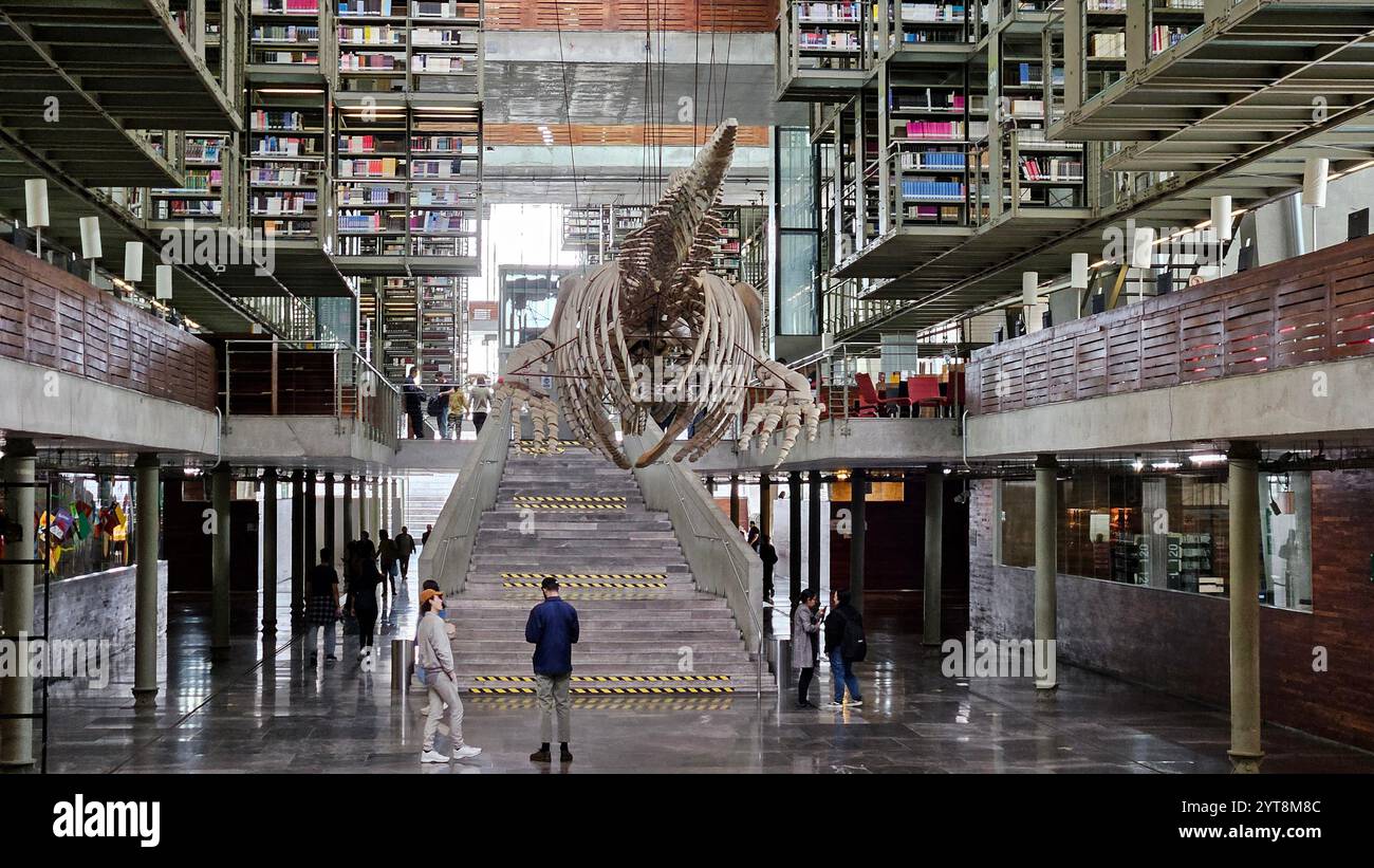 Mexico City, Mexico - Nov 20 2024: Gray whale skeleton in the ...