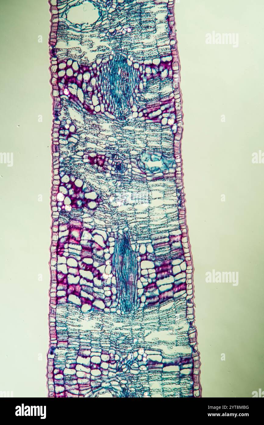 Friable cross section through sheet 100x Stock Photo - Alamy
