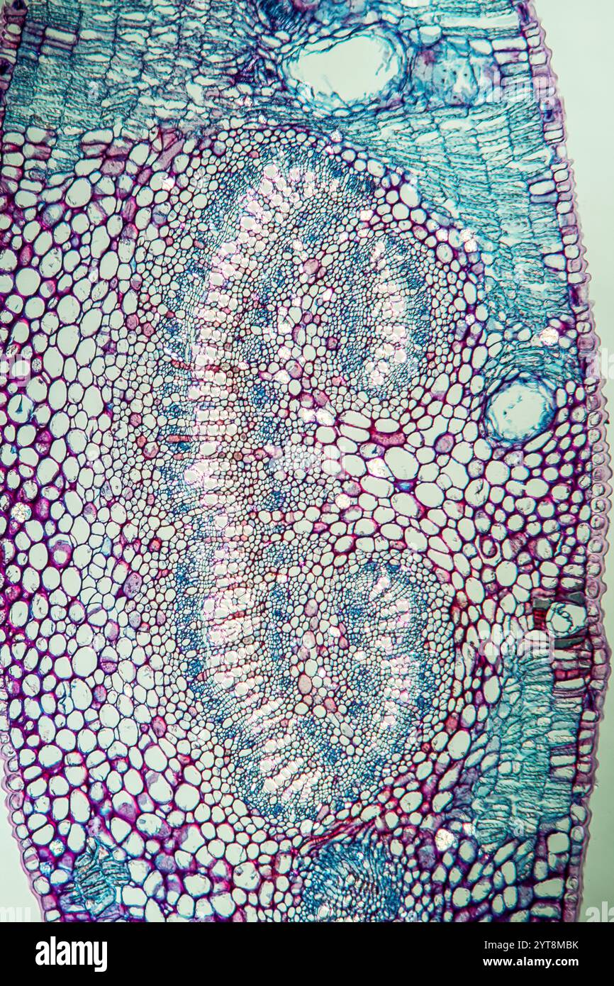 Cross section illustrations hi-res stock photography and images - Alamy