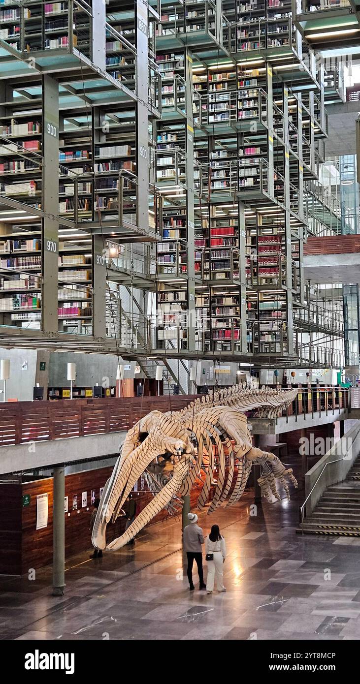 Mexico City, Mexico - Nov 20 2024: Gray whale skeleton in the ...