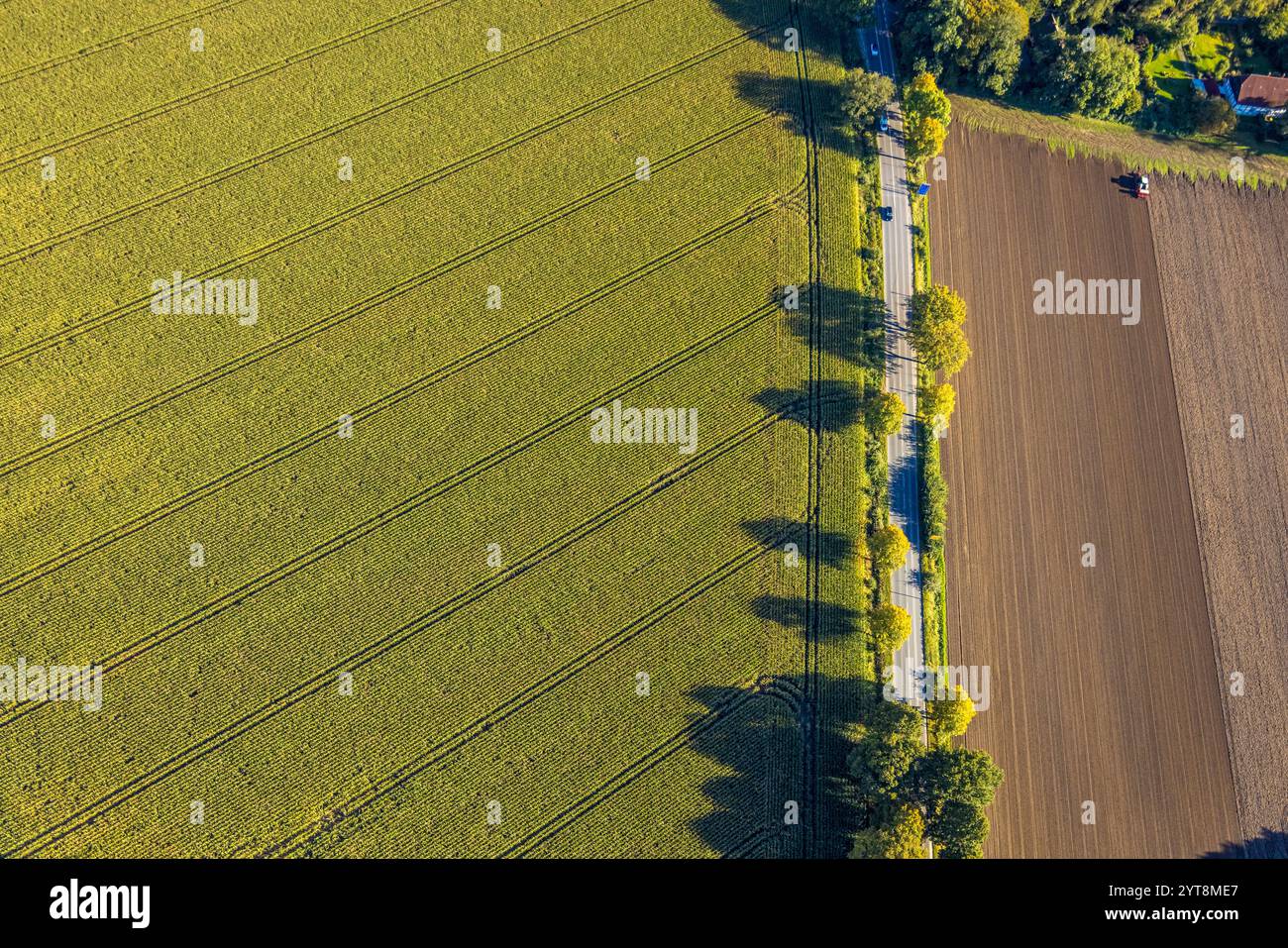 Aerial view, triangular group of trees in a field on Lünener Straße ...