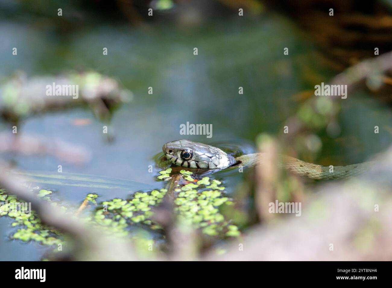 Stream of snakes hi-res stock photography and images - Alamy