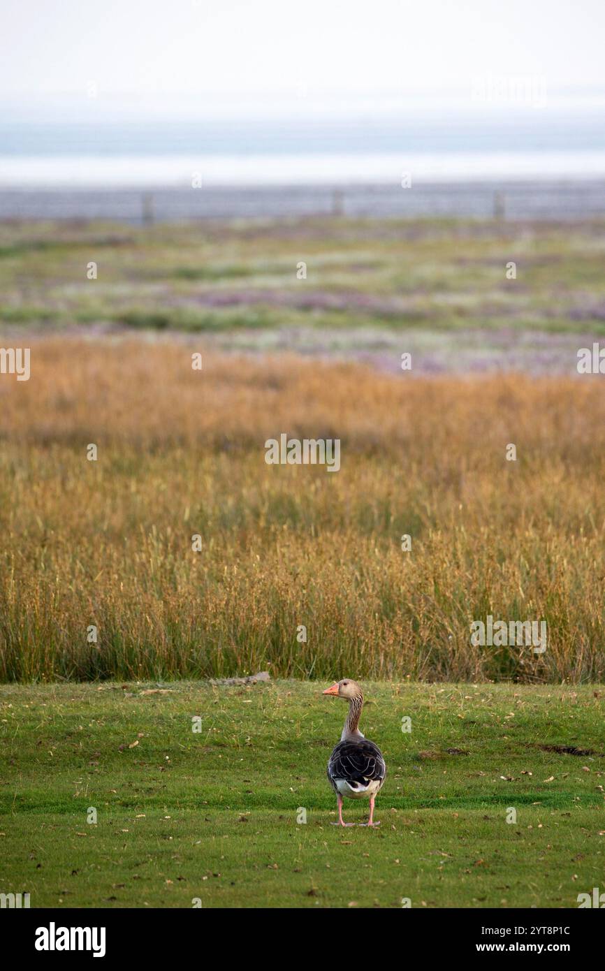 Greylag goose anser anser on the salt marshes on juist hi-res stock ...