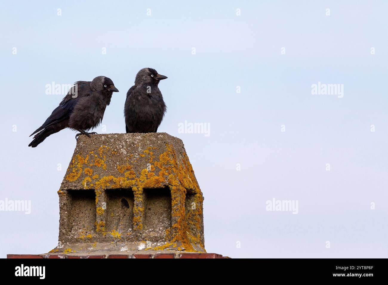 Two corvus monedula jackdaws hi-res stock photography and images - Alamy