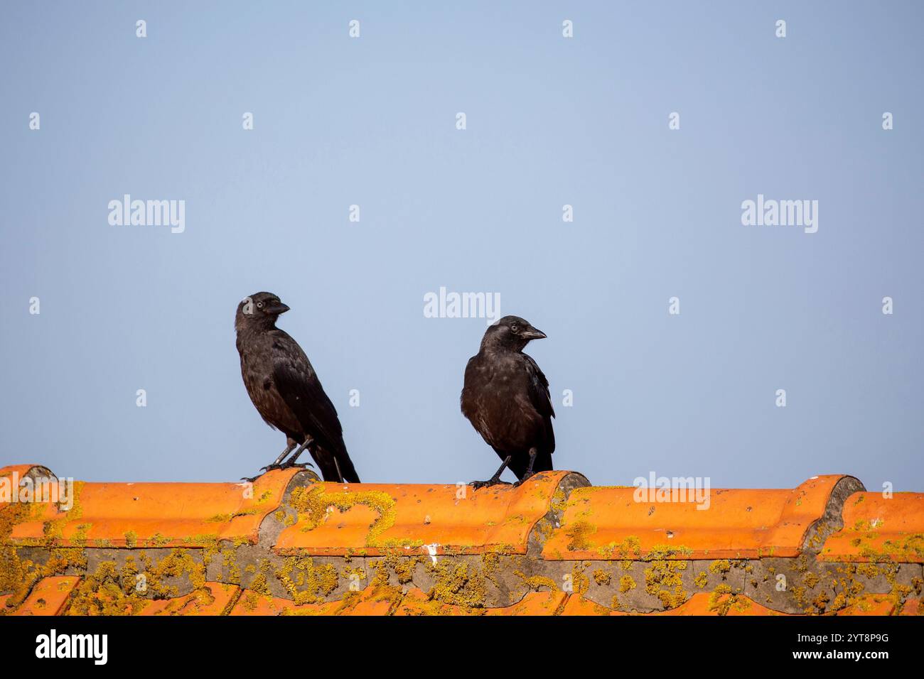 Jackdaws corvus monedula sitting hi-res stock photography and images ...